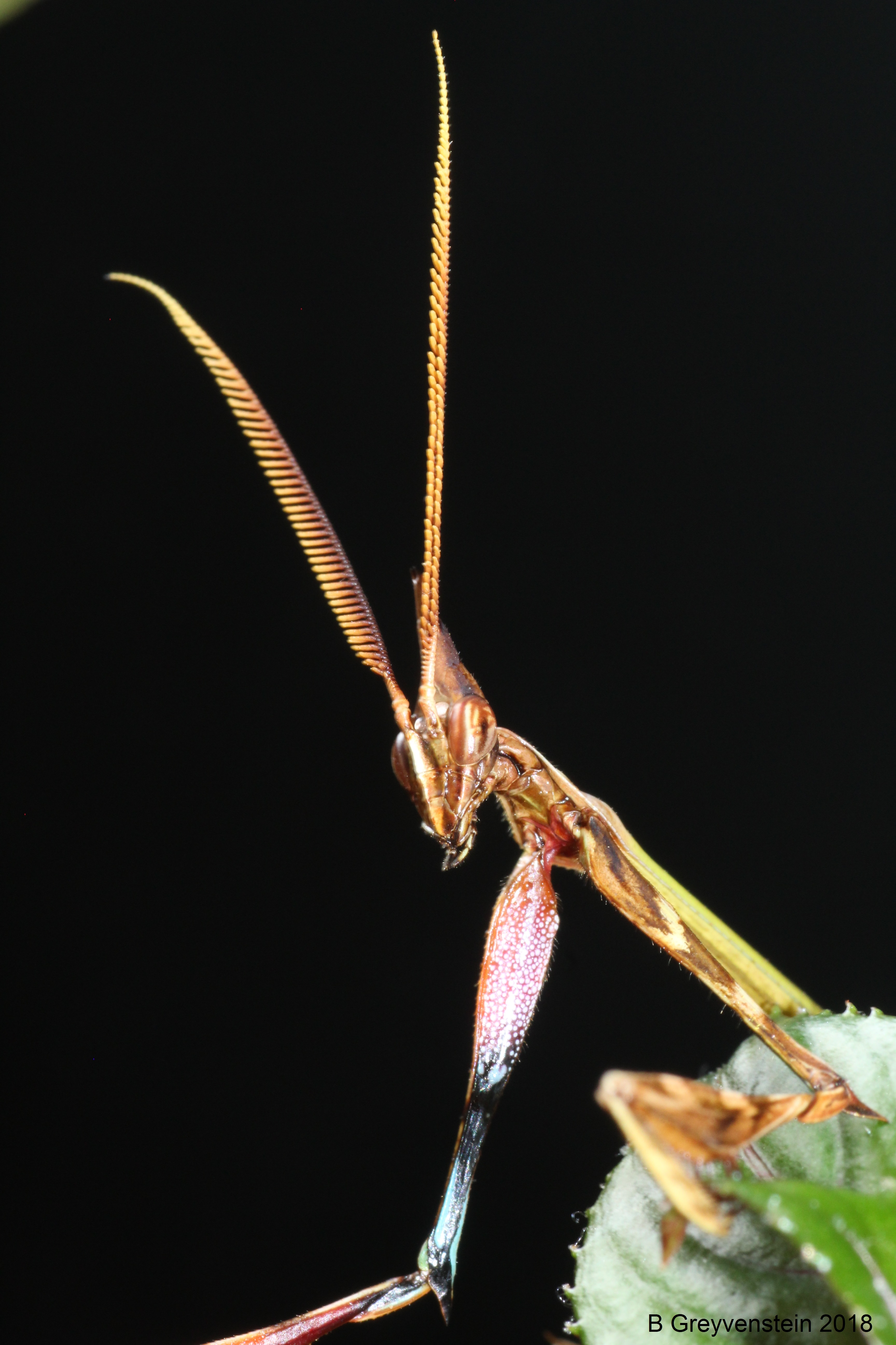 Praying Mantid (Mantodea) records from southern Africa | natural ...