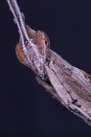 Praying Mantid (Mantodea) records from southern Africa | natural ...